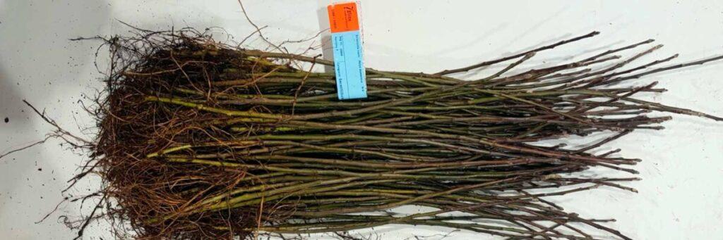 Fruittree Rootstocks Holland